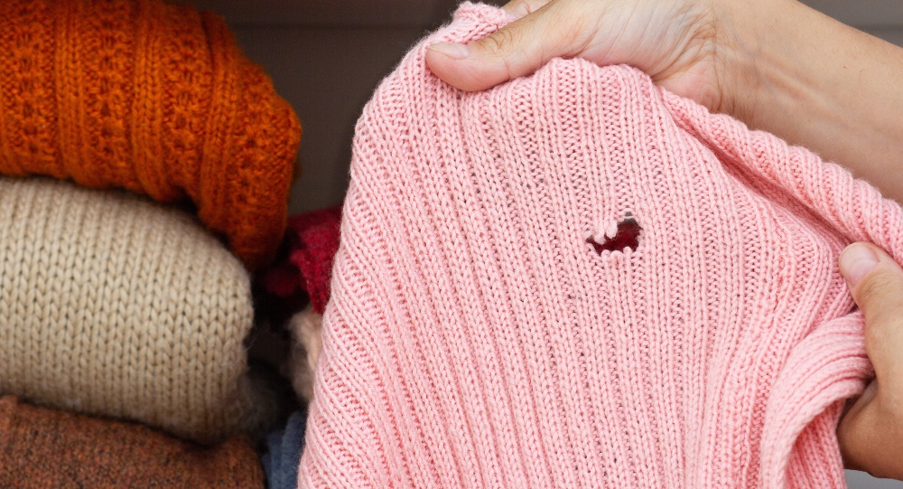 Kleidermotten bekämpfen - Motten erkennen und loswerden - Textilwaren ...